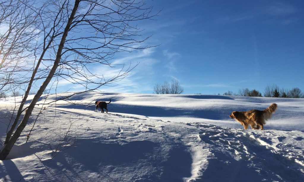 The Right Way - Forest and Water